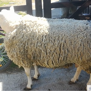 Holandski teksel - Ramgen